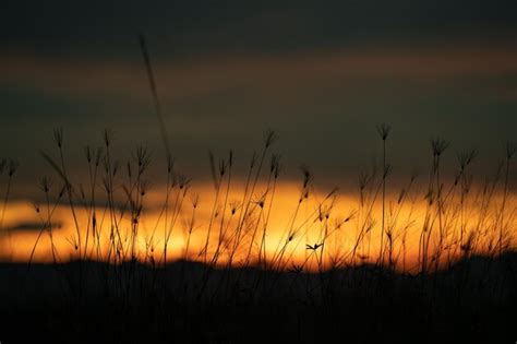 Grass Evening Images Free Download On Freepik