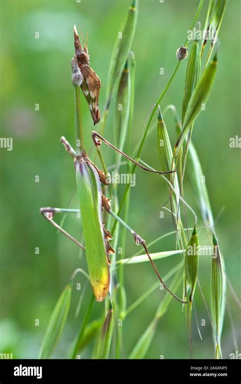 Praying Mantis Camouflage