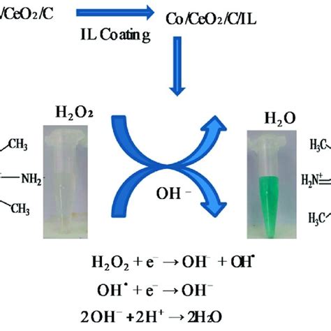 Scheme Mechanism For The Detection Of H O Download Scientific Diagram