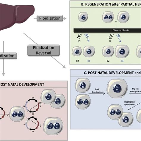 Pdf Polyploidization In Liver Tissue