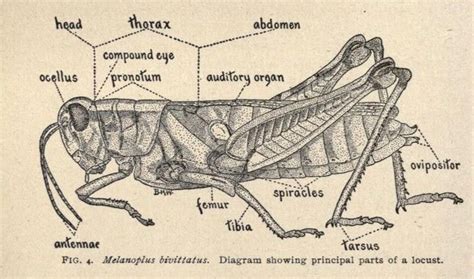 Insect Anatomy Diagram