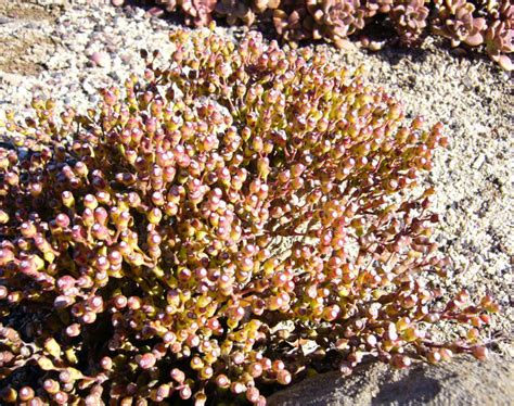 Cactaceae Genera Hatiora Britton And Rose