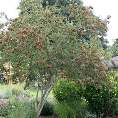 Cornubia Cotoneaster Tree Red Berries Late Winter