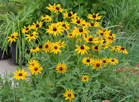 Rudbeckia Hirta Brown Eyed Susan Eco Blossom Nursery