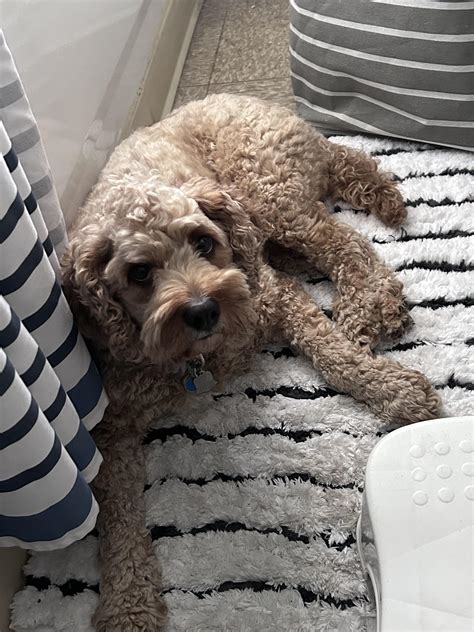 Which Is Better Cockapoo Or Cavapoo
