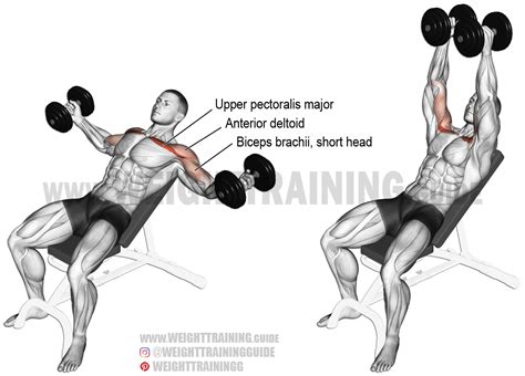 Incline Dumbbell Fly An Isolation Exercise Target Muscle Upper