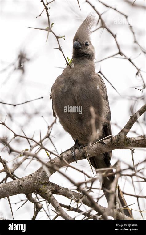 Gray Lourie Or Go Away Bird Corythaixoides Concolor Perched On A Tree