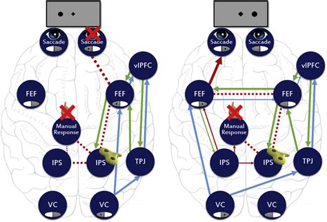 Fortior Account For The Pattern Of Ior Reduction After Tms Stimulation Download Scientific