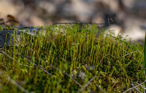 Moss Spores