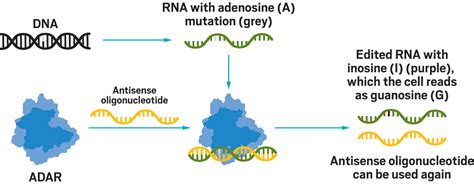 Watch Out CRISPR The RNA Editing Race Is On