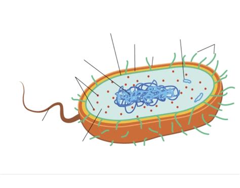 Basic Prokaryotic Structures Quiz