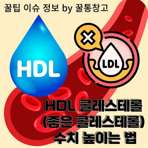Hdl 콜레스테롤 좋은 콜레스테롤 수치 높이는 법 꿀통 창고