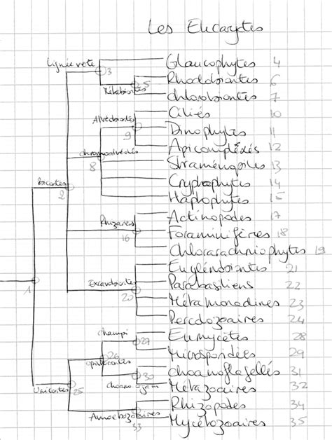 Quid De Larbre Des Eucaryotes Dans La Dernière Version Du Lecointre And Hlg