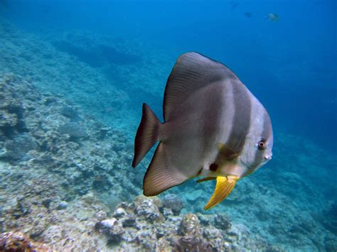 Longfin Batfish L Amazing Creature Our Breathing Planet