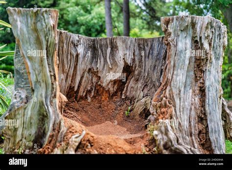 Tree Stump Rotting Hollow Tree Stumps Hollows Stock Photo Alamy