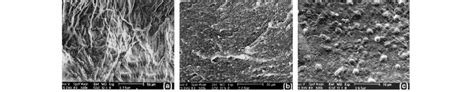 Sem Micrographs Of The Surface Of Pectinchitosan Film A Eudragit Ò