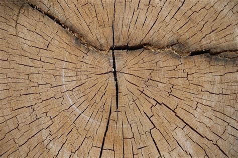 Wood Texture Of Cut Tree Trunk Close Up 46853872 Stock Photo At Vecteezy