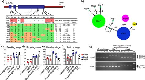 Haplotype Analysis And Functional Marker Development Of Sichli A Download Scientific Diagram
