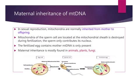 Mitochondrial Inheritance Slideshare Pptx