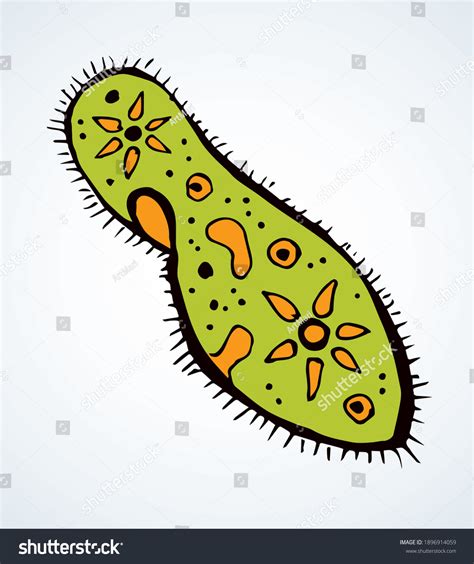 Protist With Cilia Over 39 Royalty Free Licensable Stock Vectors