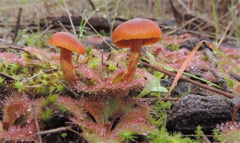 Safe Eating For Poor Immune Function Beyond Cll Support