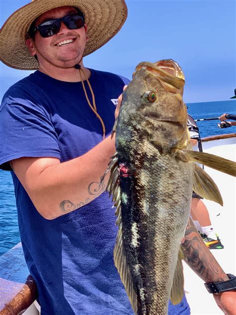 Calico Bass Freshwater