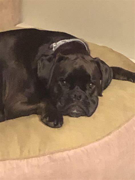 Why Is My She So Cute 💀help💀 R Boxers