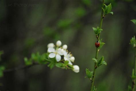 Semne De Primavara Viii Climbing By Lk Photography On Deviantart