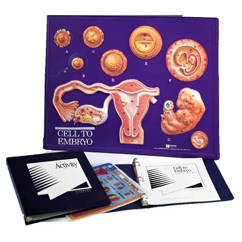 Cell To Embryo Development Model Activity Set Sem Trainers