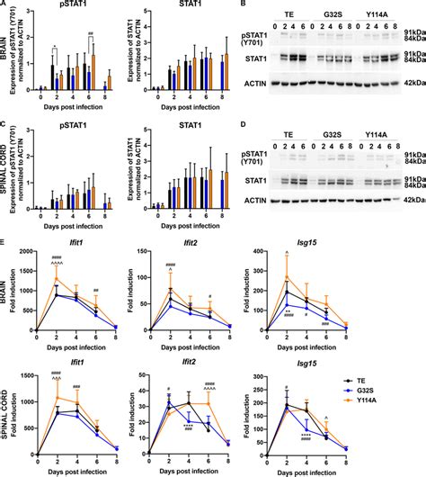 Stat1 Activation And Isg Expression In The Cns Of Mice Infected With Wt