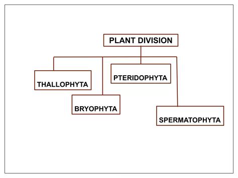 1 Botanical Classificationppt Agriculture Industries