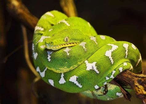 Emerald Tree Boa Life Cycle At Oliver Packham Blog