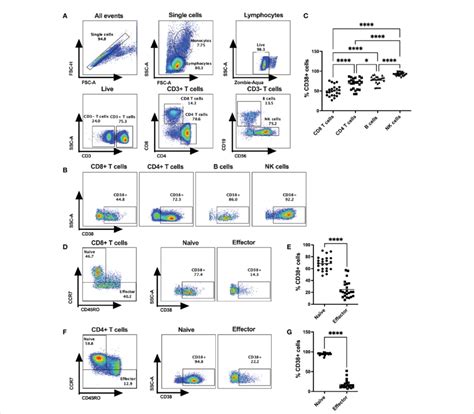 Cd38 Expression On Various Subsets Of Cytotoxic T Lymphocytes In Hds Download Scientific