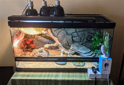 What Is A Che And Do You Need One For Your Bearded Dragon