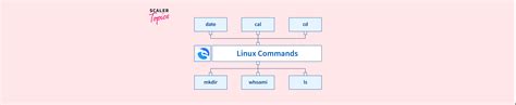 Top 20 Basic Kali Linux Commands Scaler Topics