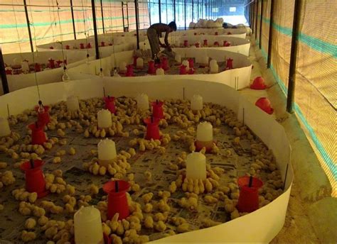 Chick Brooder And Chick Guard Brooder Guard Latest Price