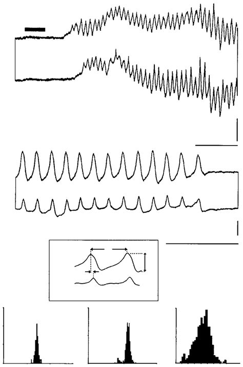 Effect Of Pressure Injection Of Acetylcholine Ach Into The Dorsal