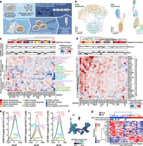 Single Nuclei Atac Rna And Crispri Perturbation Sequencing Identify