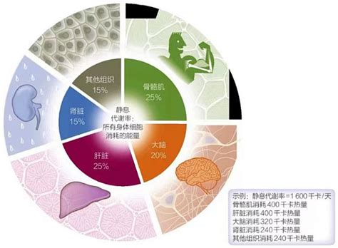 静息代谢率·rmr·bmr