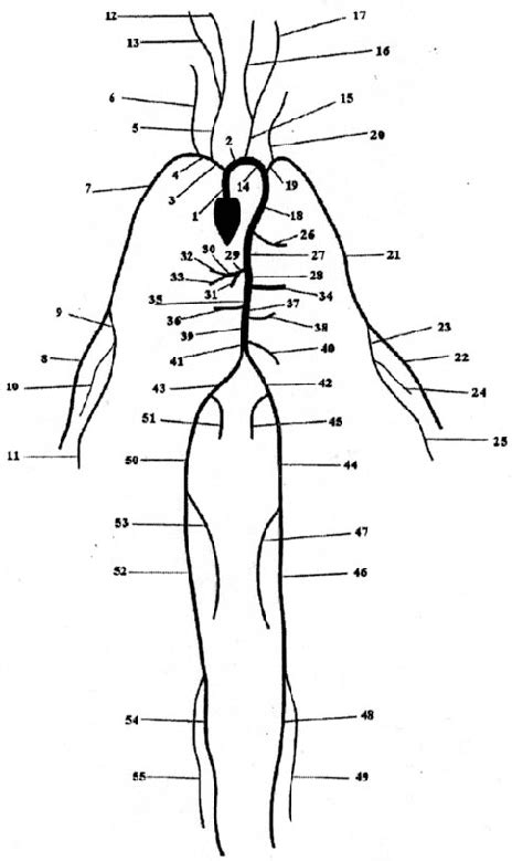 How Are Arterial Trees Similar To Other Trees Vnzhej