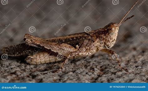 Stridulating Slant Faced Grasshopper On Grass Royalty Free Stock