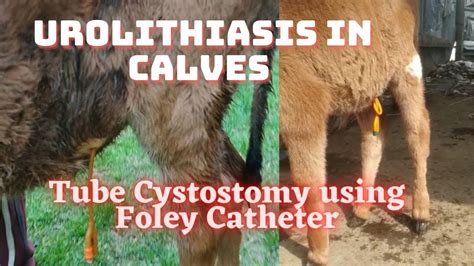 Management Of Obstructive Urolithiasis In A Male Bovine Calf
