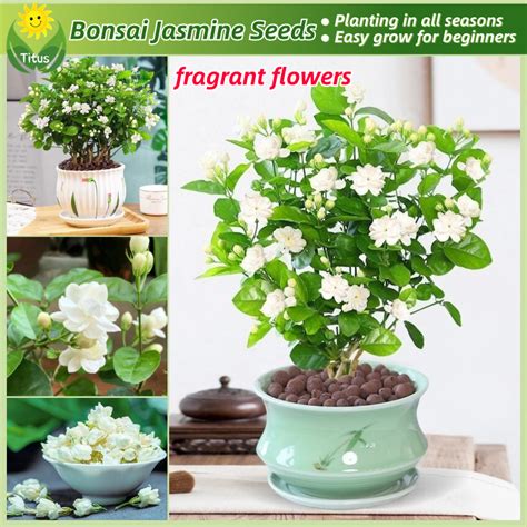 [fast Growing]100 Legit Bonsai Jasmine Seeds Flower Seeds For Planting