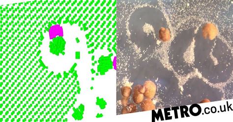 Worlds First Self Replicating Living Robots Built By Scientists Metro News