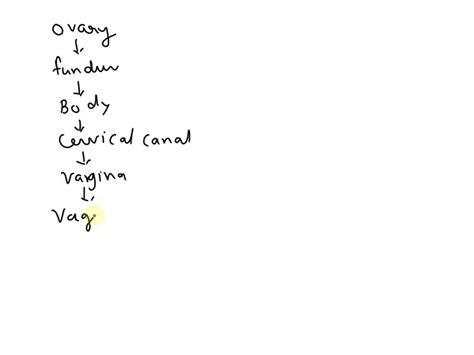 Solved Quiz 13 Ch 28 Female Repro Solved Help Save Exit Submit Sequencing The Structures