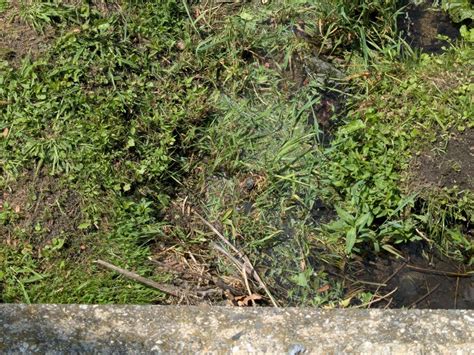 Follow Up From The Snapping Turtle Laying Eggs On The Stream Bank
