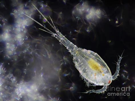 Copepod Photograph By Laguna Design Science Photo Library Pixels