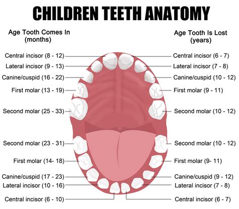 Dental Care For 7 14 Year Olds Dr F Keshavarz Dentistry In Brampton On