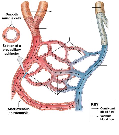 BLOOD FLOW Diagram Quizlet
