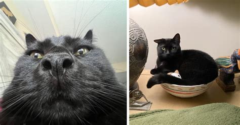 Una Void Ably Cute 25 Absolutely Adorable Pics Of Super Chill Void Cats I Can Has Cheezburger